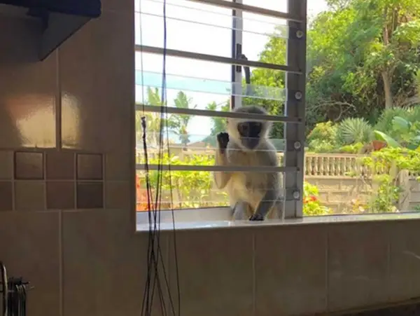 SheerGuard Primate Barriers (Monkey Bars) Cape Town City