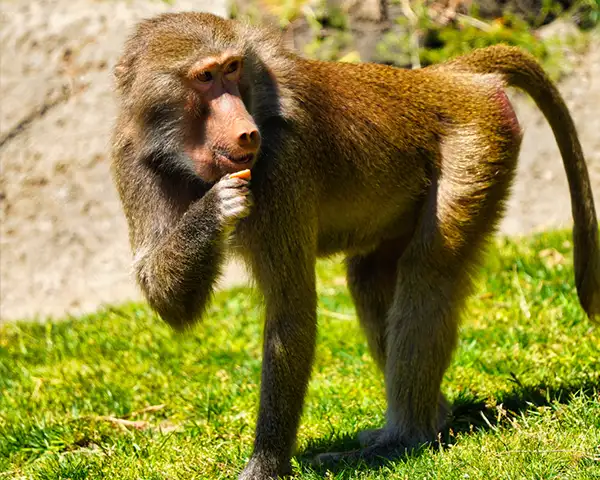 SheerGuard’s Aesthetically Pleasing Security Barrier Solutions Baboon ...