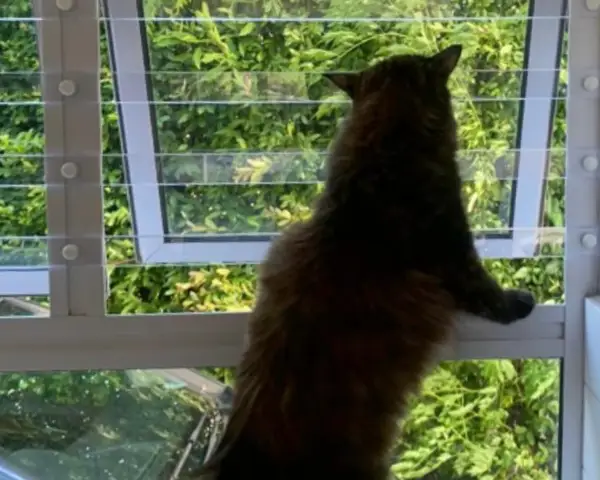 Clear Bars to keep cats inside - Sheerguard Johannesburg North